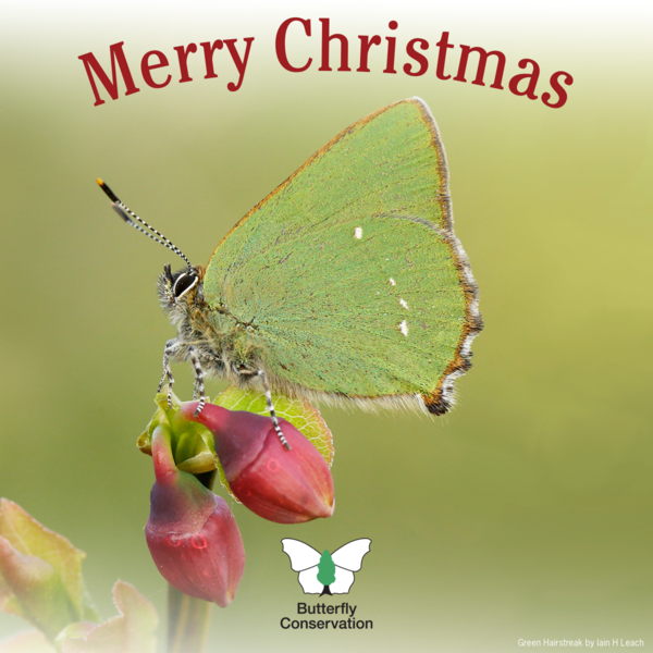 Butterfly Conservation Christmas eCards | DontSendMeACard.com