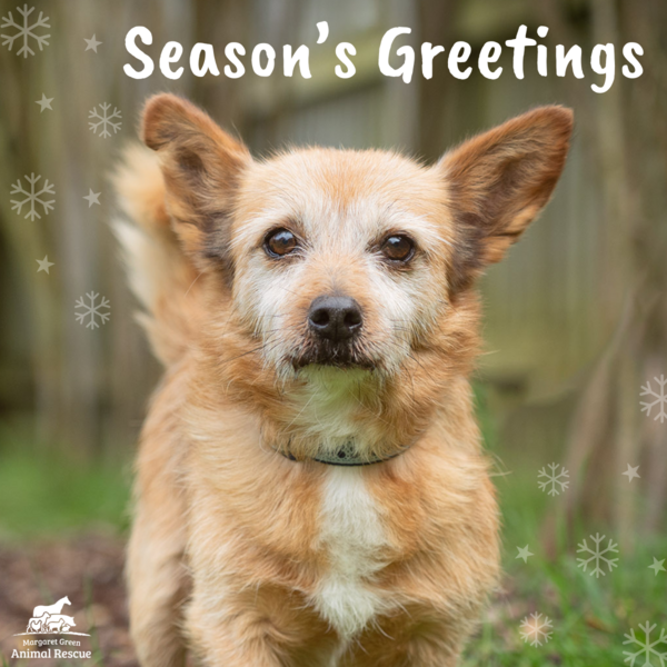 Margaret Green Animal Rescue Christmas eCards | DontSendMeACard.com